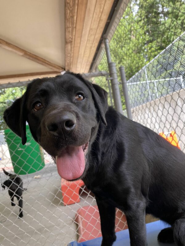 July 2024 Pupdate for Arcade | Guide Dogs for the Blind - Pupdates