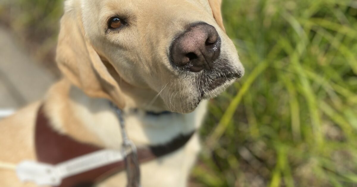 August 2024 Pupdate for Donovan | Guide Dogs for the Blind - Pupdates
