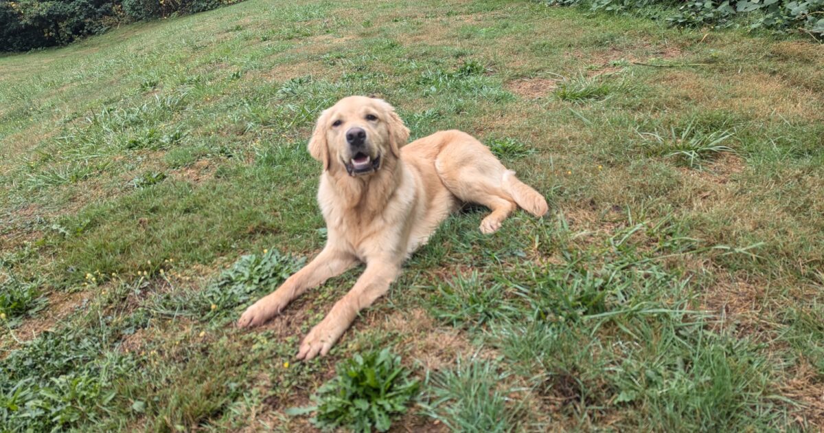 September 2024 Pupdate for Neil | Guide Dogs for the Blind - Pupdates