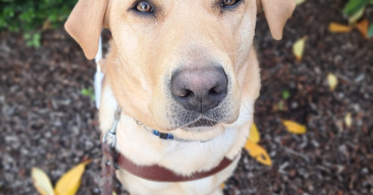 Pebble - 68M9 | Guide Dogs for the Blind - Pupdates