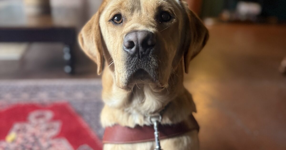Grady - 6M13 | Guide Dogs for the Blind - Pupdates