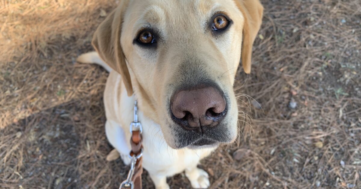 Timber - 604M | Guide Dogs for the Blind - Pupdates