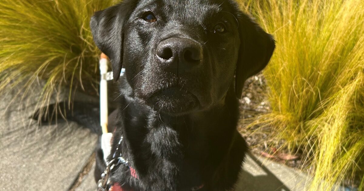 Hallmark - 6M18 | Guide Dogs for the Blind - Pupdates