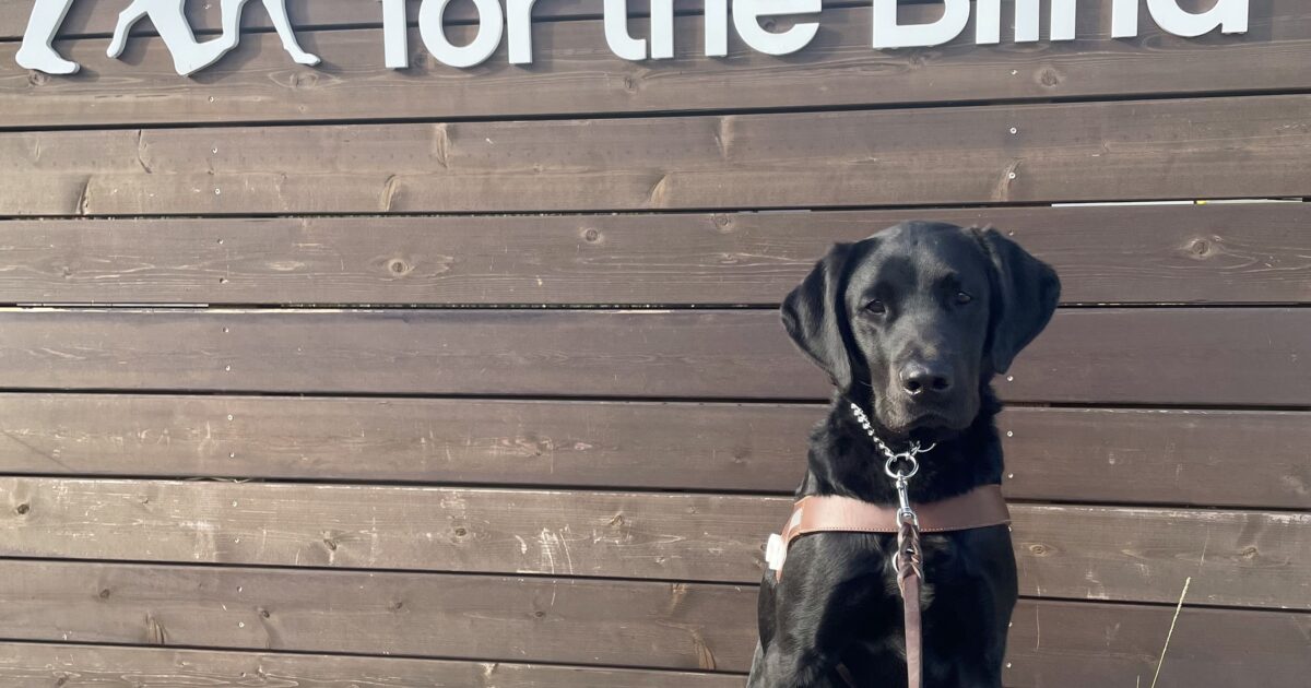 Kramer - 66M8 | Guide Dogs for the Blind - Pupdates