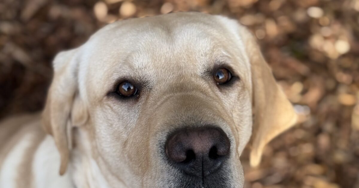 Ledger - 64N4 | Guide Dogs for the Blind - Pupdates