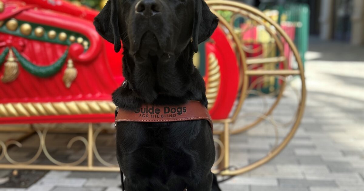 December 2024 Pupdate for Reeves | Guide Dogs for the Blind - Pupdates