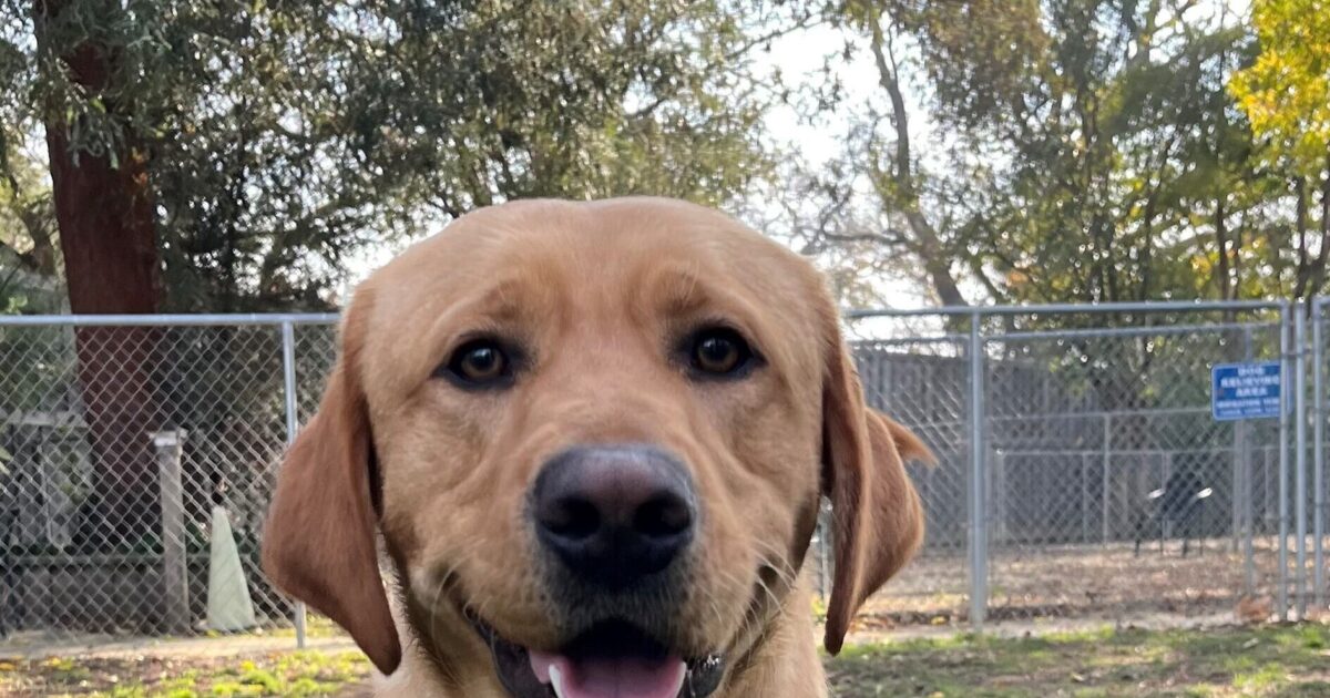 Lars - 69M4 | Guide Dogs for the Blind - Pupdates