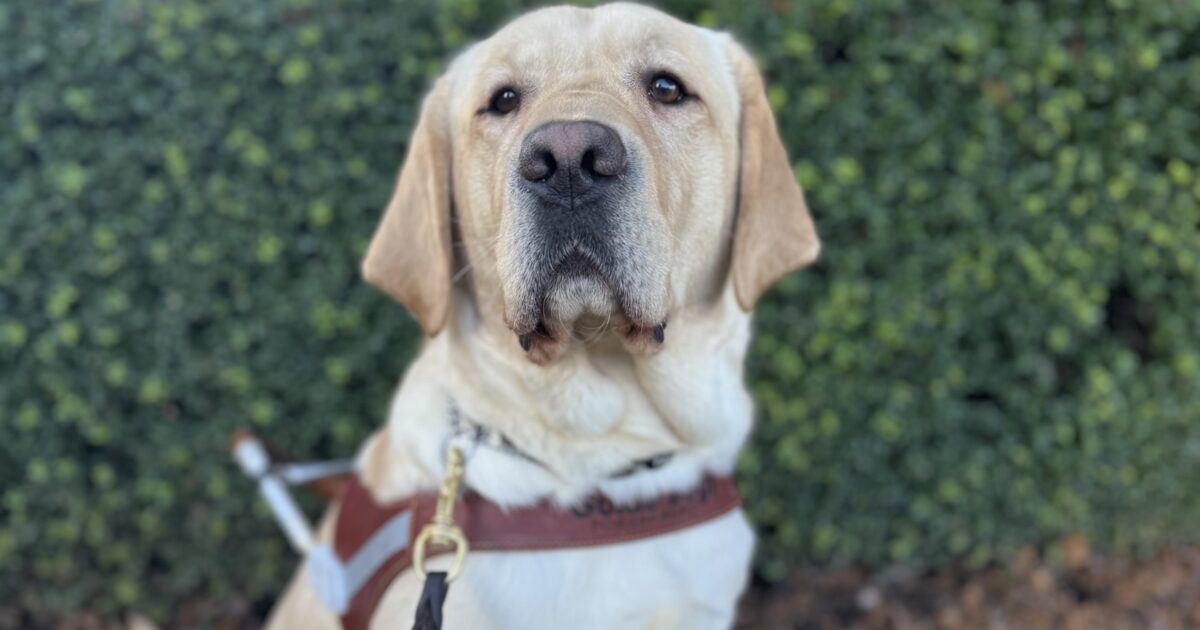 January 2025 Pupdate for Ledger | Guide Dogs for the Blind - Pupdates