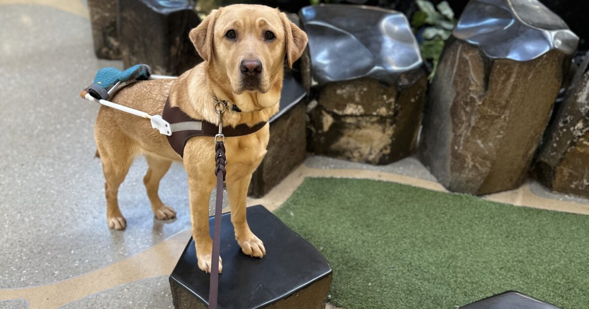 January 2025 Pupdate for Pebble | Guide Dogs for the Blind - Pupdates