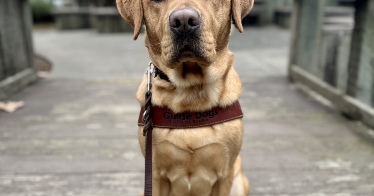 February 2025 Pupdate for Andrew | Guide Dogs for the Blind - Pupdates