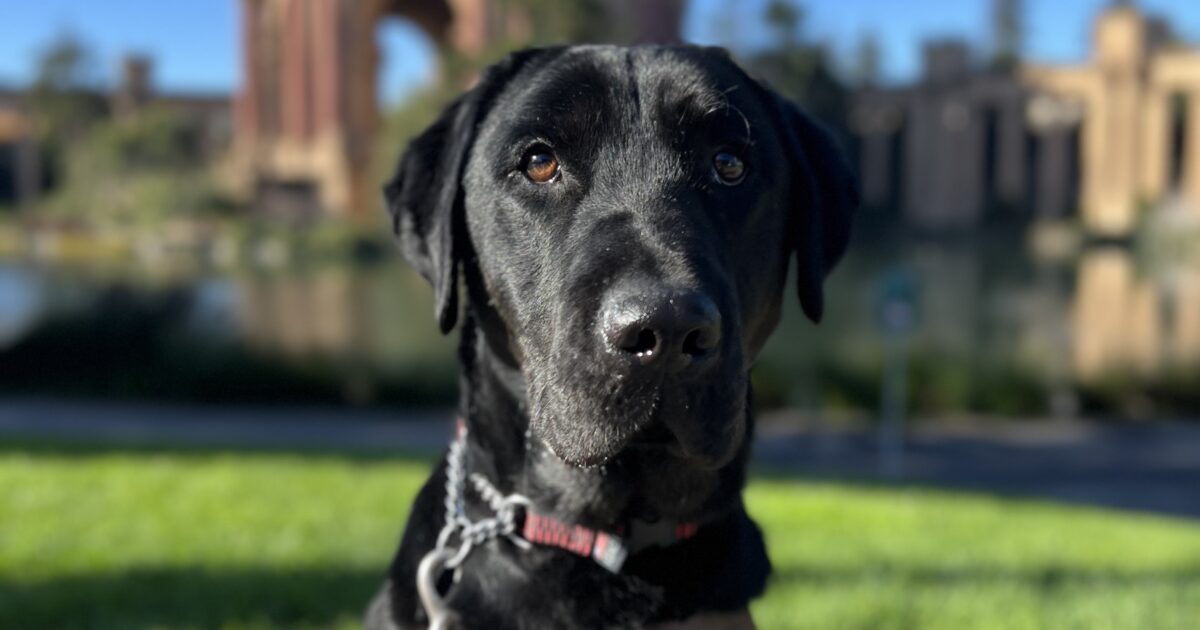 February 2025 Pupdate for Howdy | Guide Dogs for the Blind - Pupdates