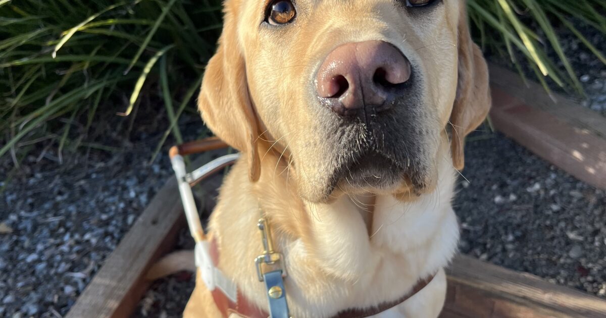 Sheldon - 604N | Guide Dogs for the Blind - Pupdates