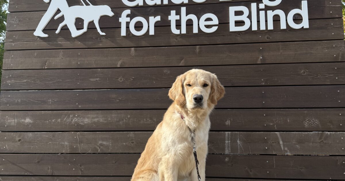 February 2025 Pupdate for Morgan | Guide Dogs for the Blind - Pupdates