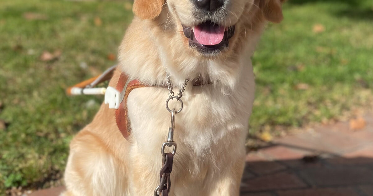February 2025 Pupdate for Morgan | Guide Dogs for the Blind - Pupdates