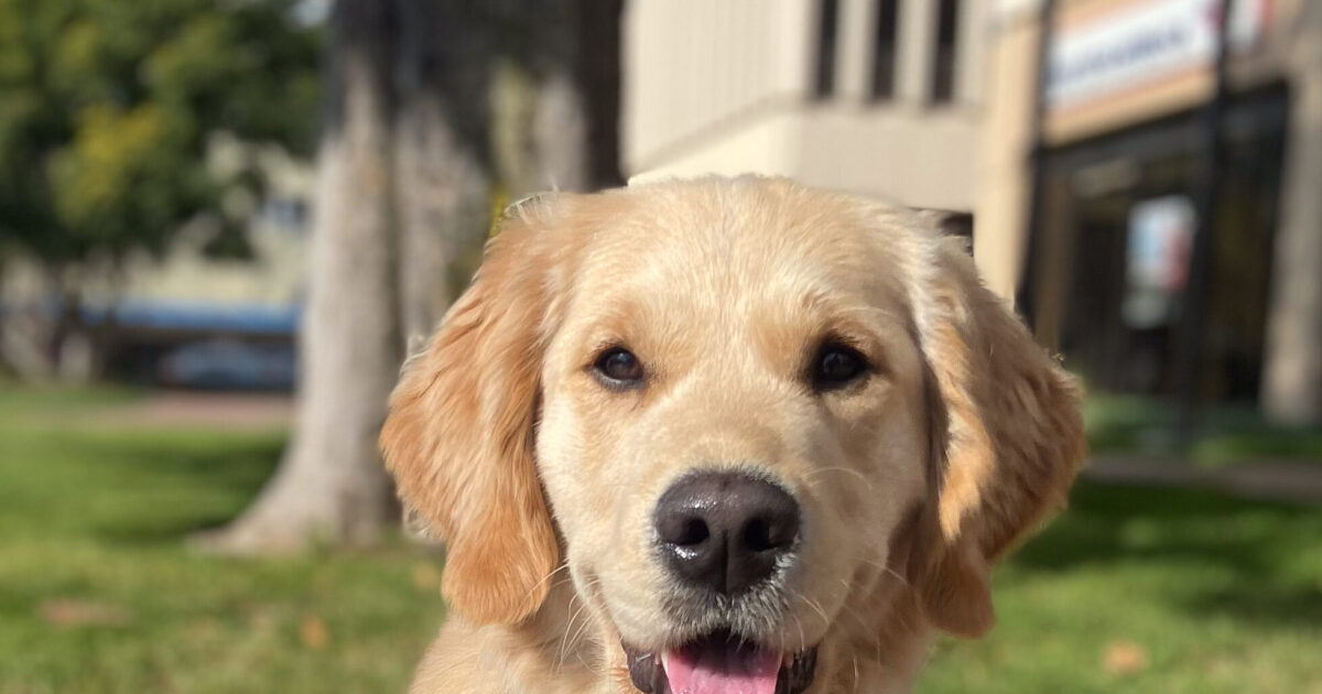 Morgan - 66N6 | Guide Dogs for the Blind - Pupdates