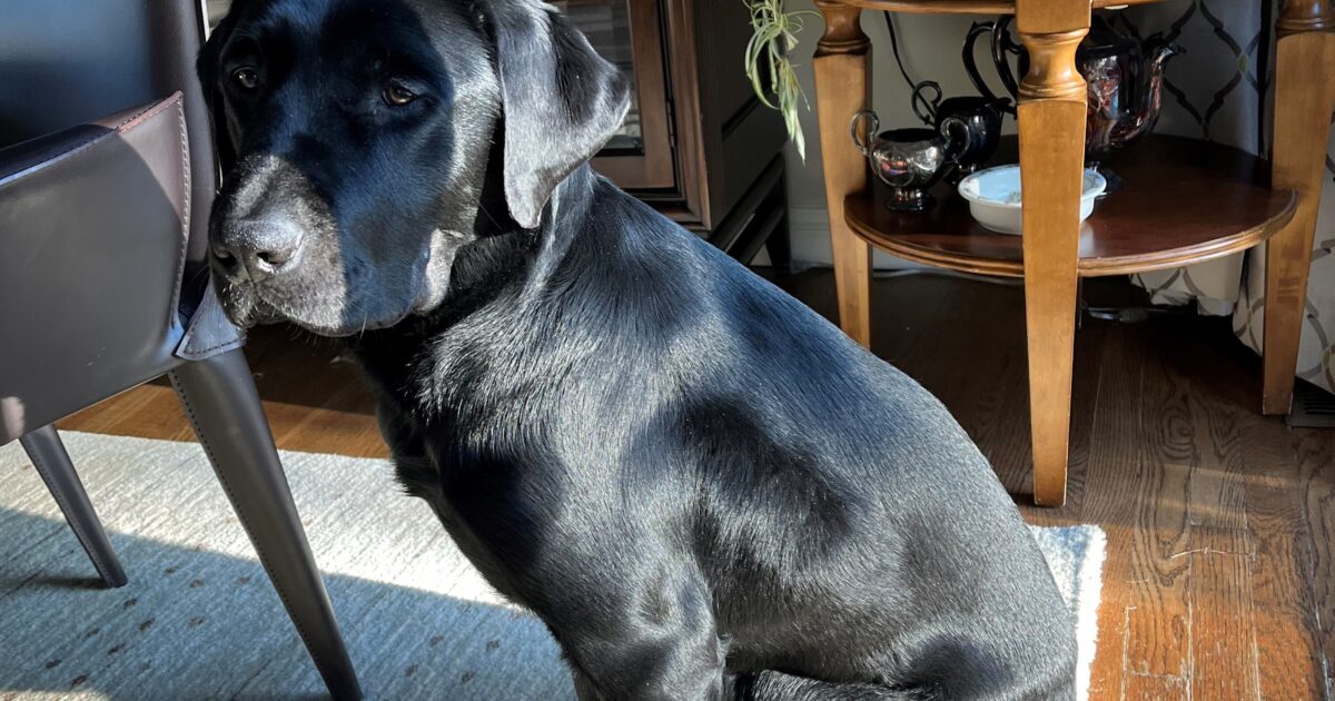 February 2025 Pupdate for Pascal | Guide Dogs for the Blind - Pupdates