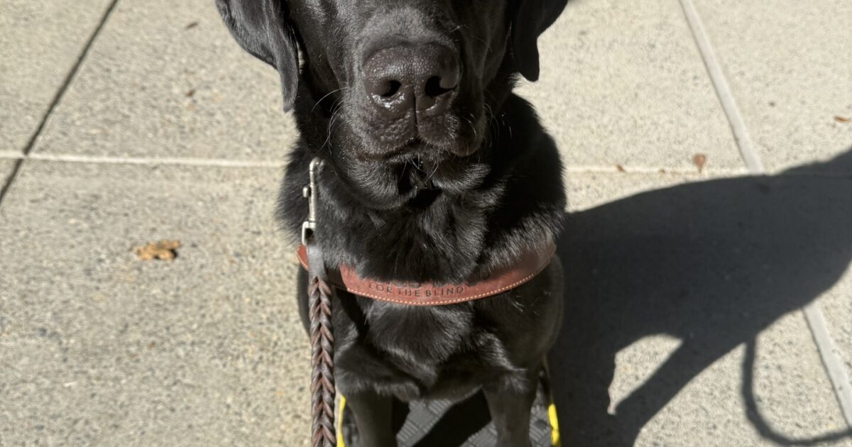 February 2025 Pupdate for Ryan | Guide Dogs for the Blind - Pupdates