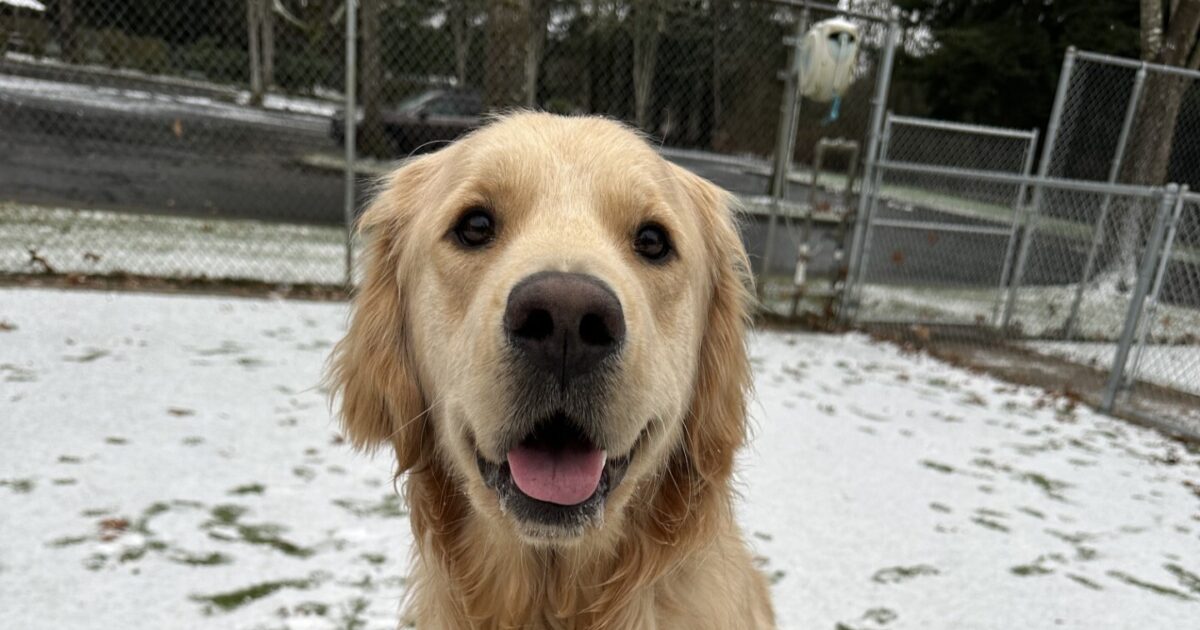 Vince - 6N70 | Guide Dogs for the Blind - Pupdates