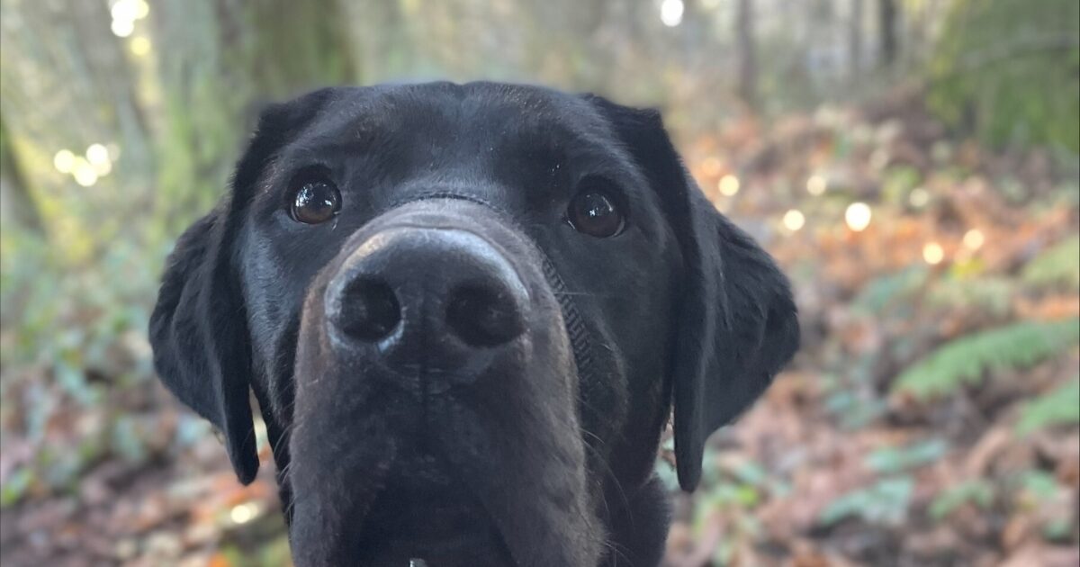 Timon - 68N8 | Guide Dogs for the Blind - Pupdates