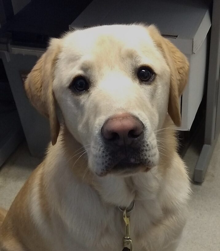 Drover - 6P79 | Guide Dogs for the Blind - Pupdates