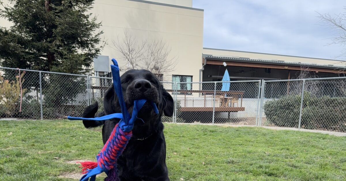 March 2025 Pupdate for Proper | Guide Dogs for the Blind - Pupdates