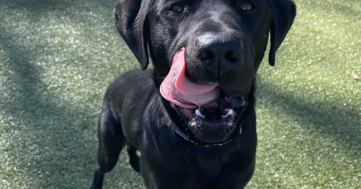 Pascal - 6N31 | Guide Dogs for the Blind - Pupdates