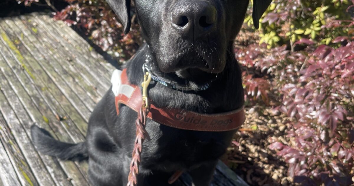 March 2025 Pupdate for Pascal | Guide Dogs for the Blind - Pupdates