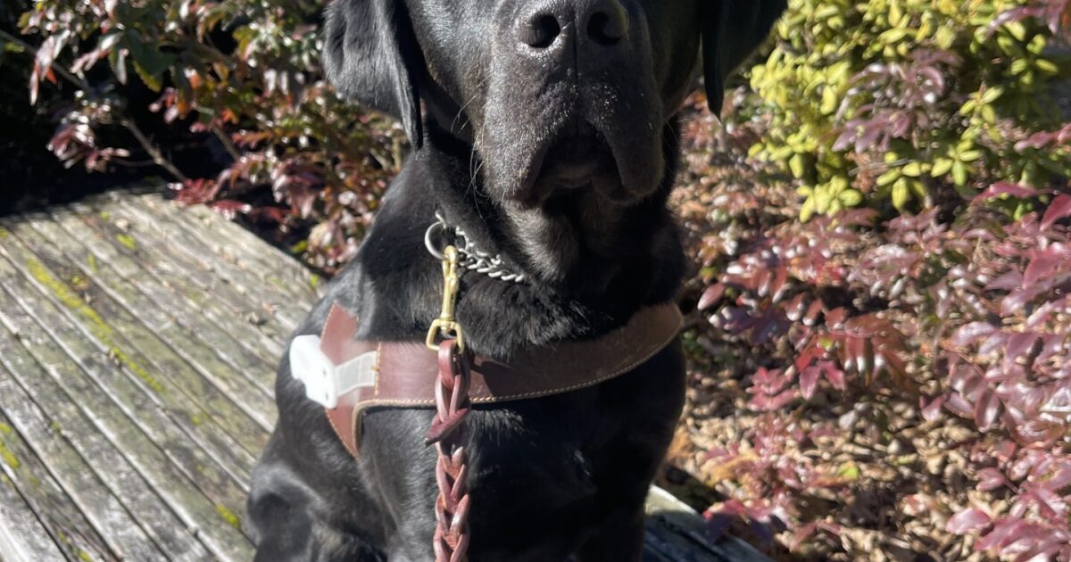 March 2025 Pupdate for Timon | Guide Dogs for the Blind - Pupdates