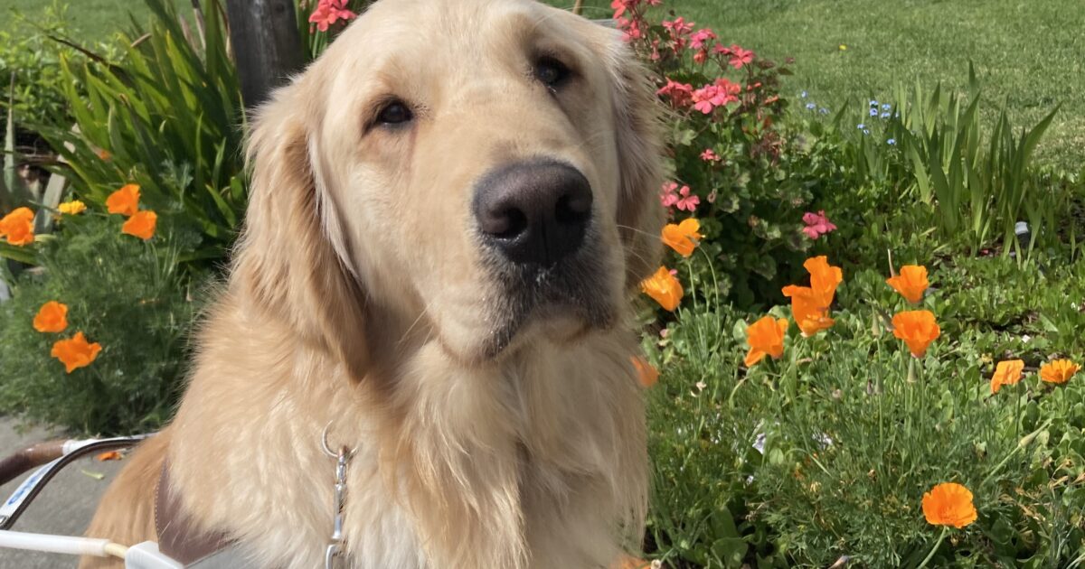 Mathias - 65N9 | Guide Dogs for the Blind - Pupdates