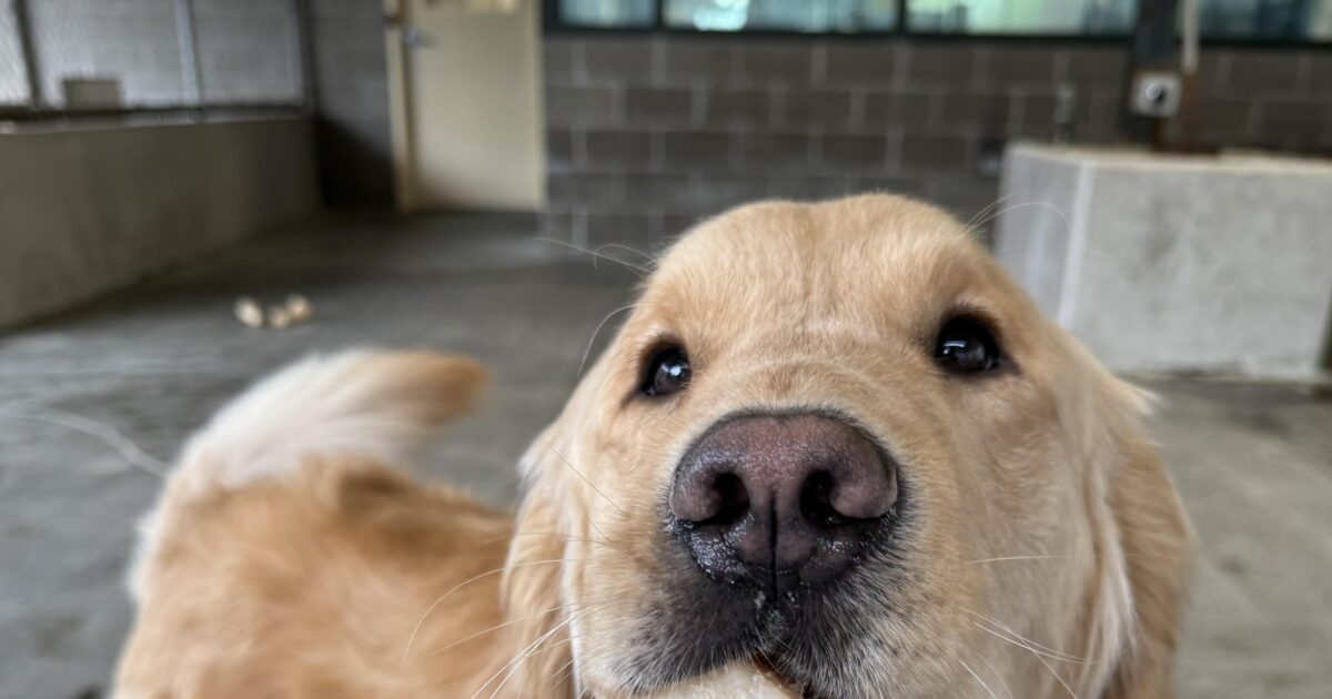 April 2025 Pupdate for Mendo | Guide Dogs for the Blind - Pupdates