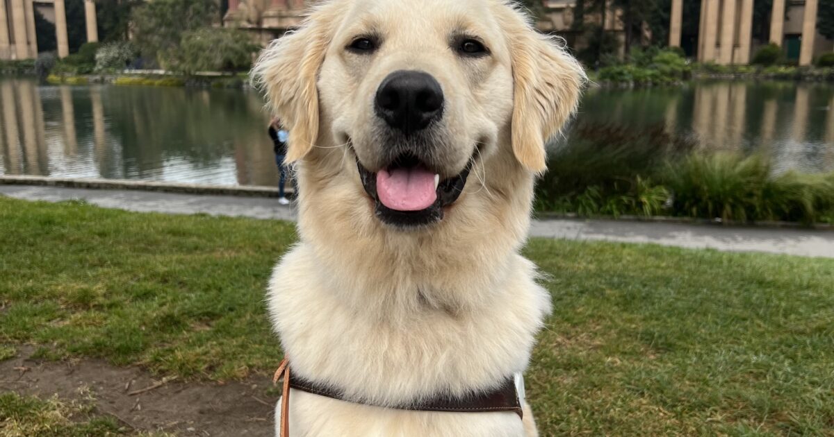 Nick - 6P02 | Guide Dogs for the Blind - Pupdates