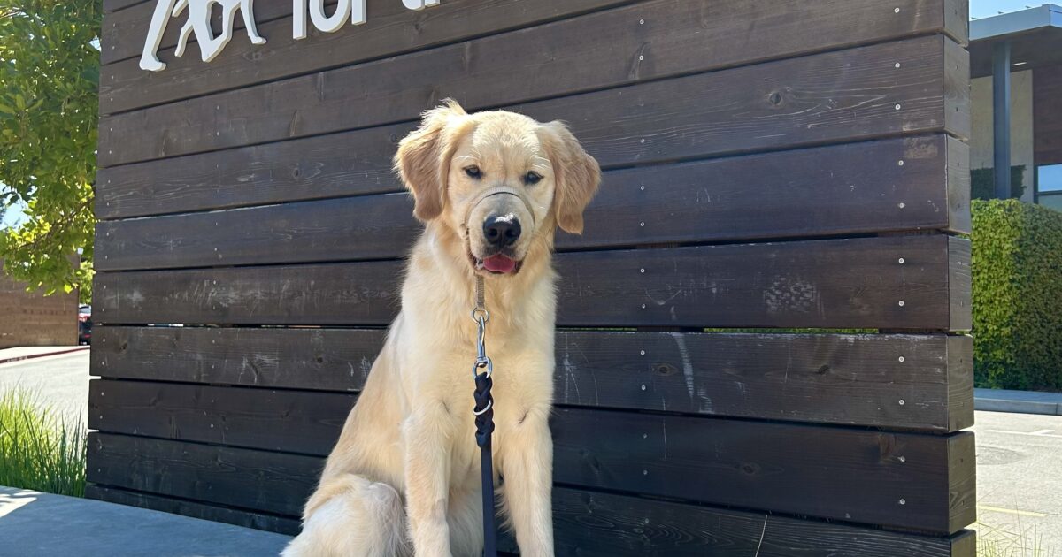 April 2025 Pupdate for Raya | Guide Dogs for the Blind - Pupdates