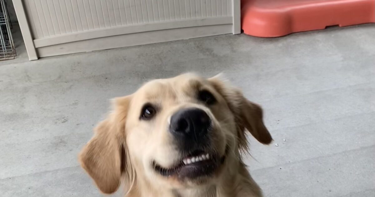 Winsome - 6P42 | Guide Dogs for the Blind - Pupdates