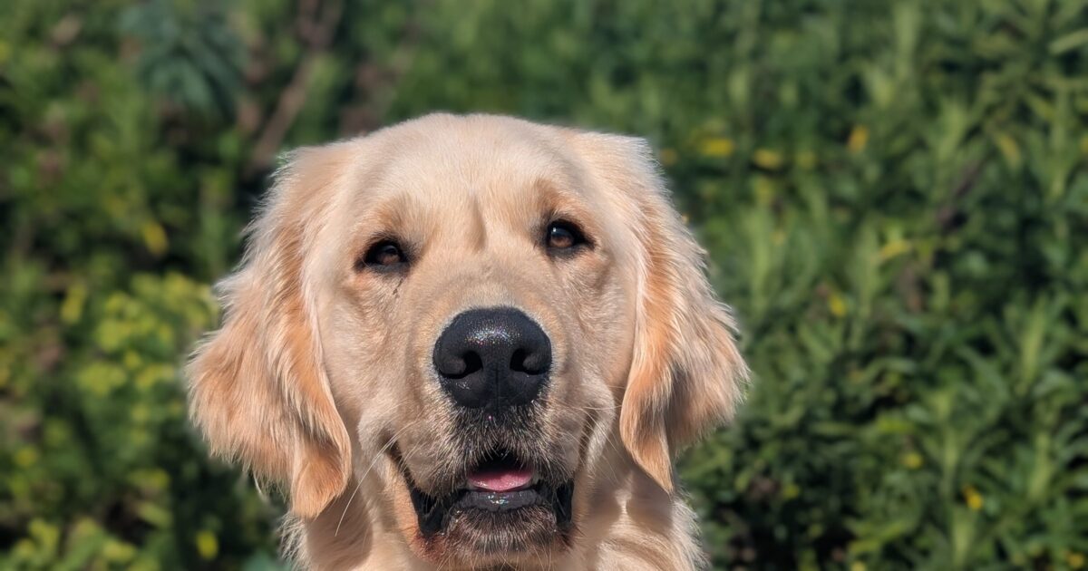 Mariner - 65N8 | Guide Dogs for the Blind - Pupdates