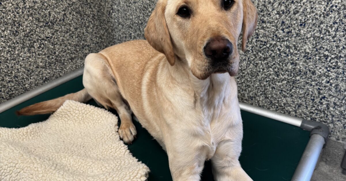 April 2025 Pupdate for Bastian | Guide Dogs for the Blind - Pupdates