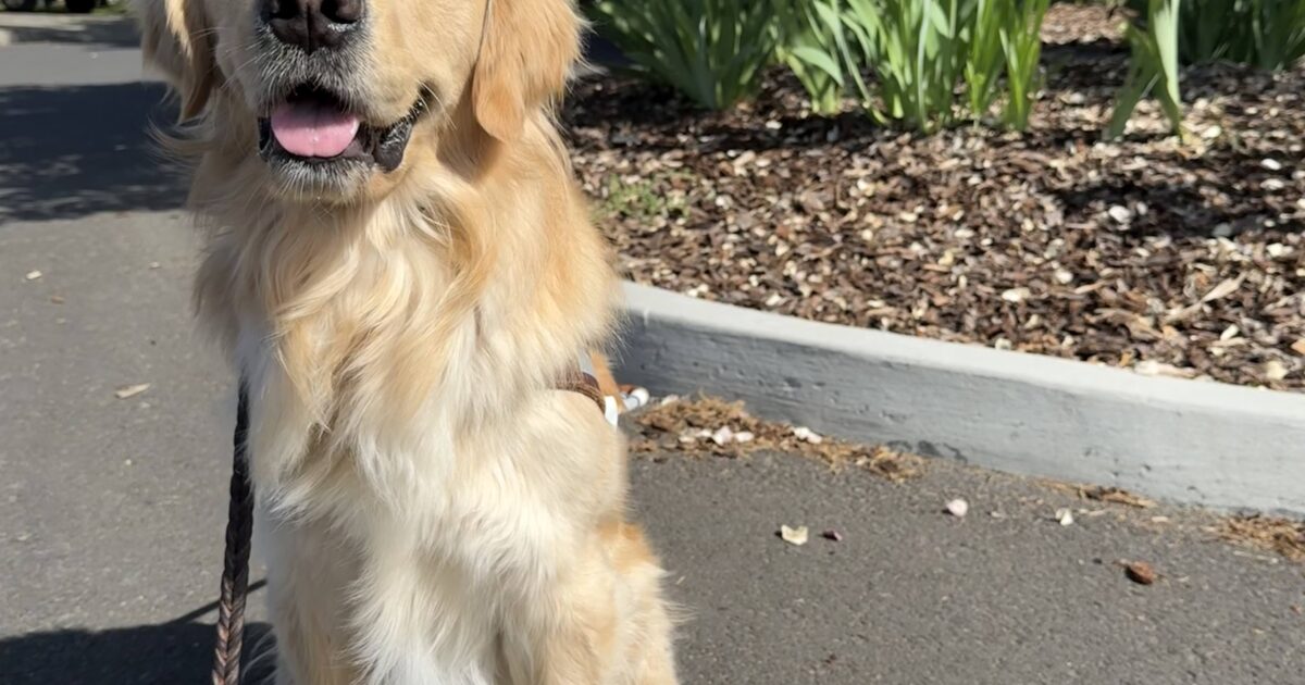 May 2025 Pupdate for Mendo | Guide Dogs for the Blind - Pupdates