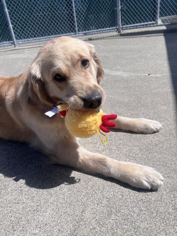 May 2025 Pupdate for Morgan | Guide Dogs for the Blind - Pupdates