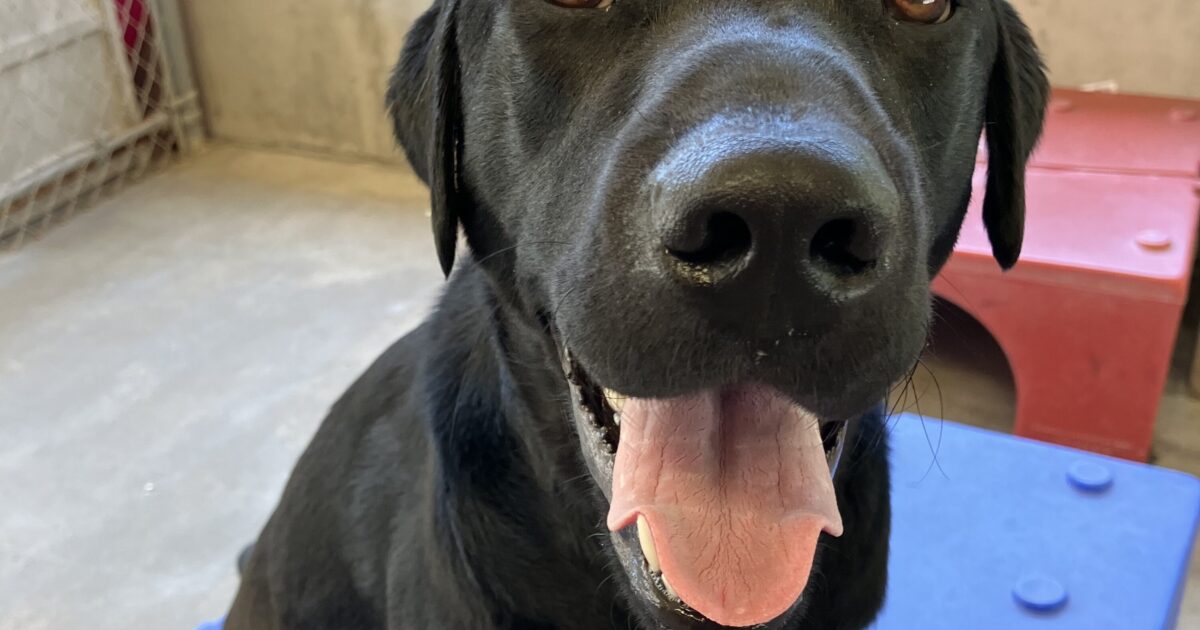 Keeper - 6P98 | Guide Dogs for the Blind - Pupdates