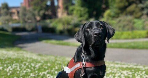 Riley - 6P17 | Guide Dogs for the Blind - Pupdates