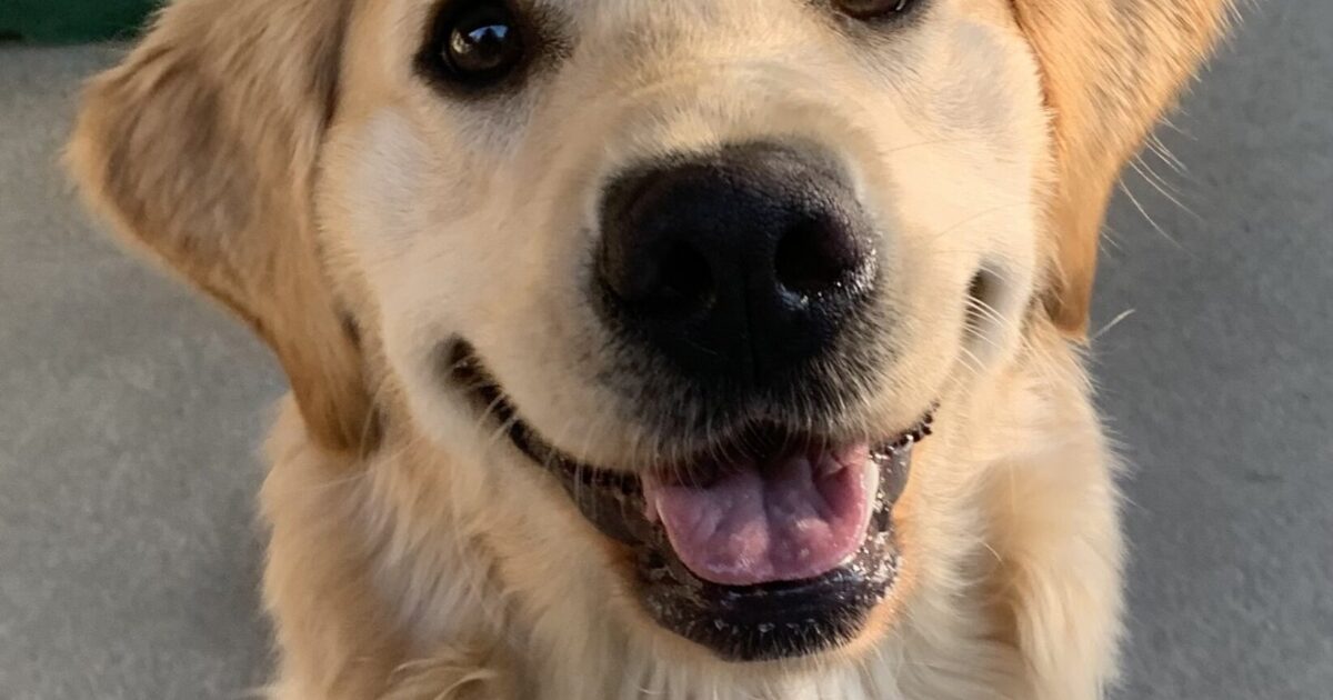 Winsome - 6P42 | Guide Dogs for the Blind - Pupdates