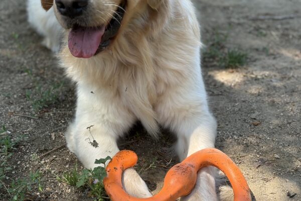 Mathias - 65N9 | Guide Dogs for the Blind - Pupdates
