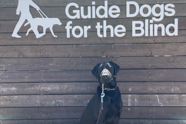 Van - 6P44 | Guide Dogs for the Blind - Pupdates