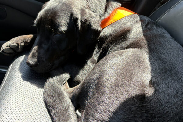 Howdy - 61N0 | Guide Dogs for the Blind - Pupdates