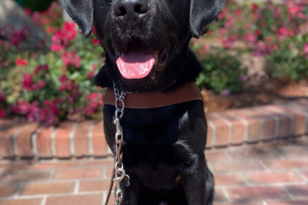 Radu - 681P | Guide Dogs for the Blind - Pupdates