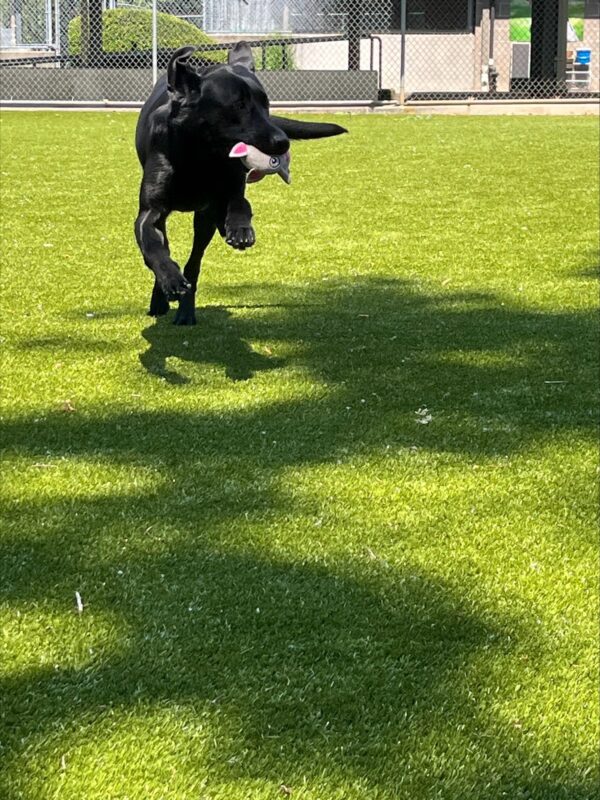 June 2025 Pupdate for Pascal | Guide Dogs for the Blind - Pupdates