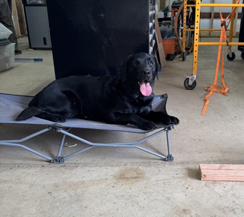 June 2025 Pupdate for Fido | Guide Dogs for the Blind - Pupdates