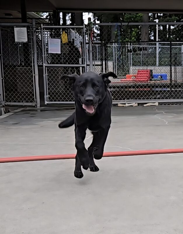 June 2025 Pupdate for Pierogi | Guide Dogs for the Blind - Pupdates