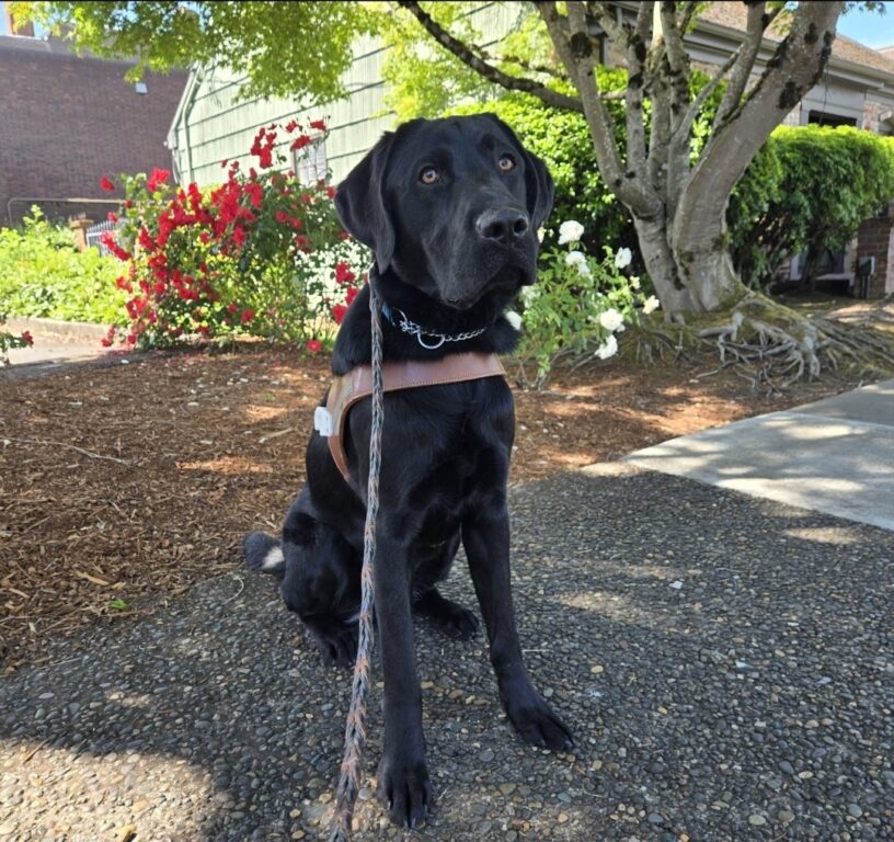 Pierogi - 64P1 | Guide Dogs for the Blind - Pupdates