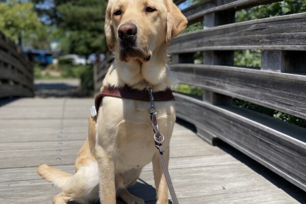 Scott - 600N | Guide Dogs for the Blind - Pupdates