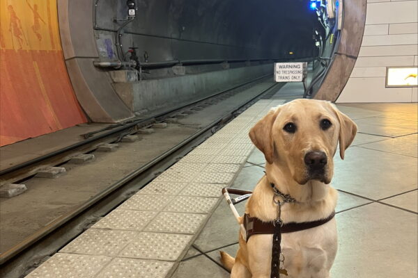 Bastian - 625N | Guide Dogs for the Blind - Pupdates